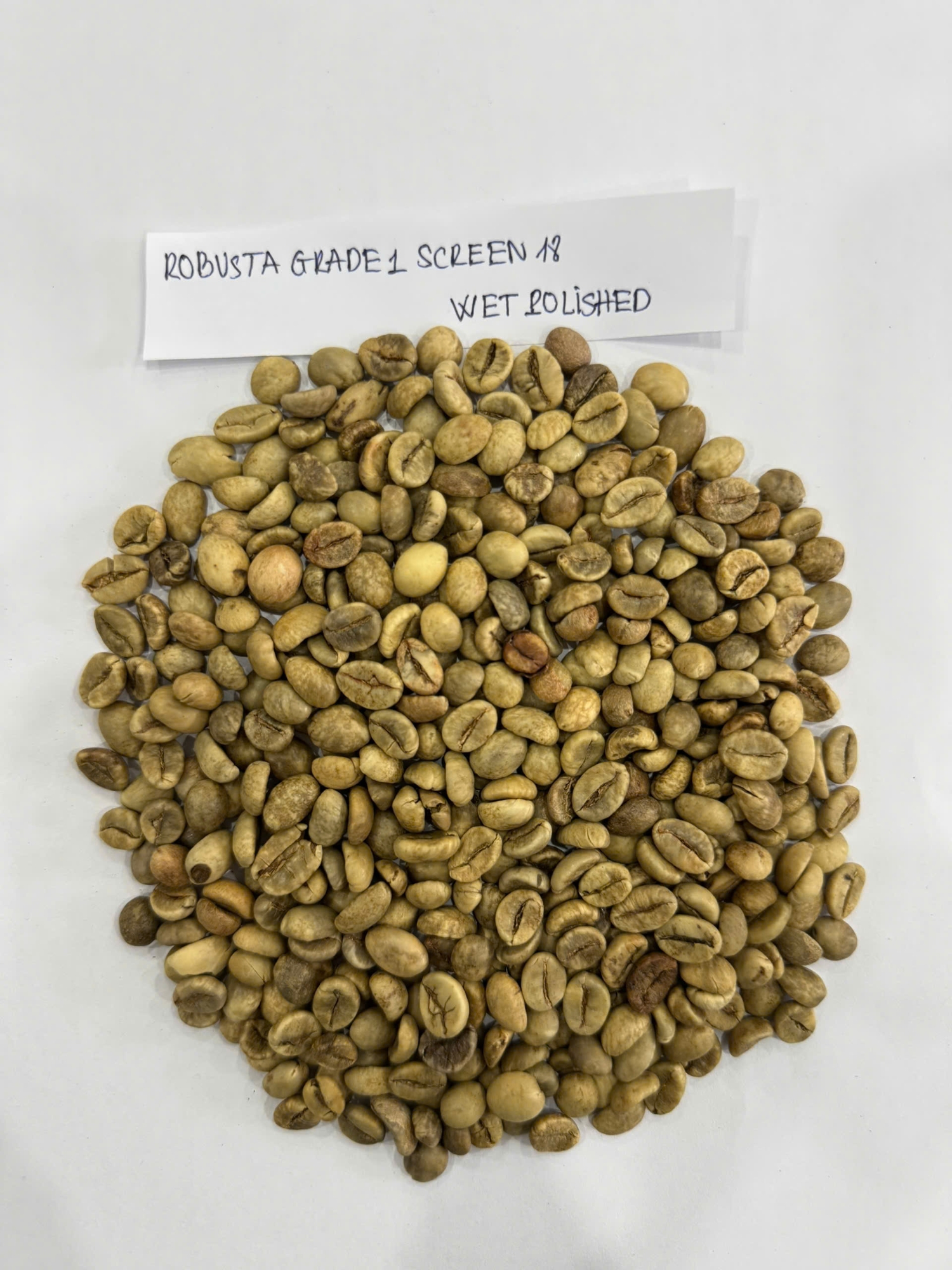 Robusta Grade 1 Screen 18 Wet Polished